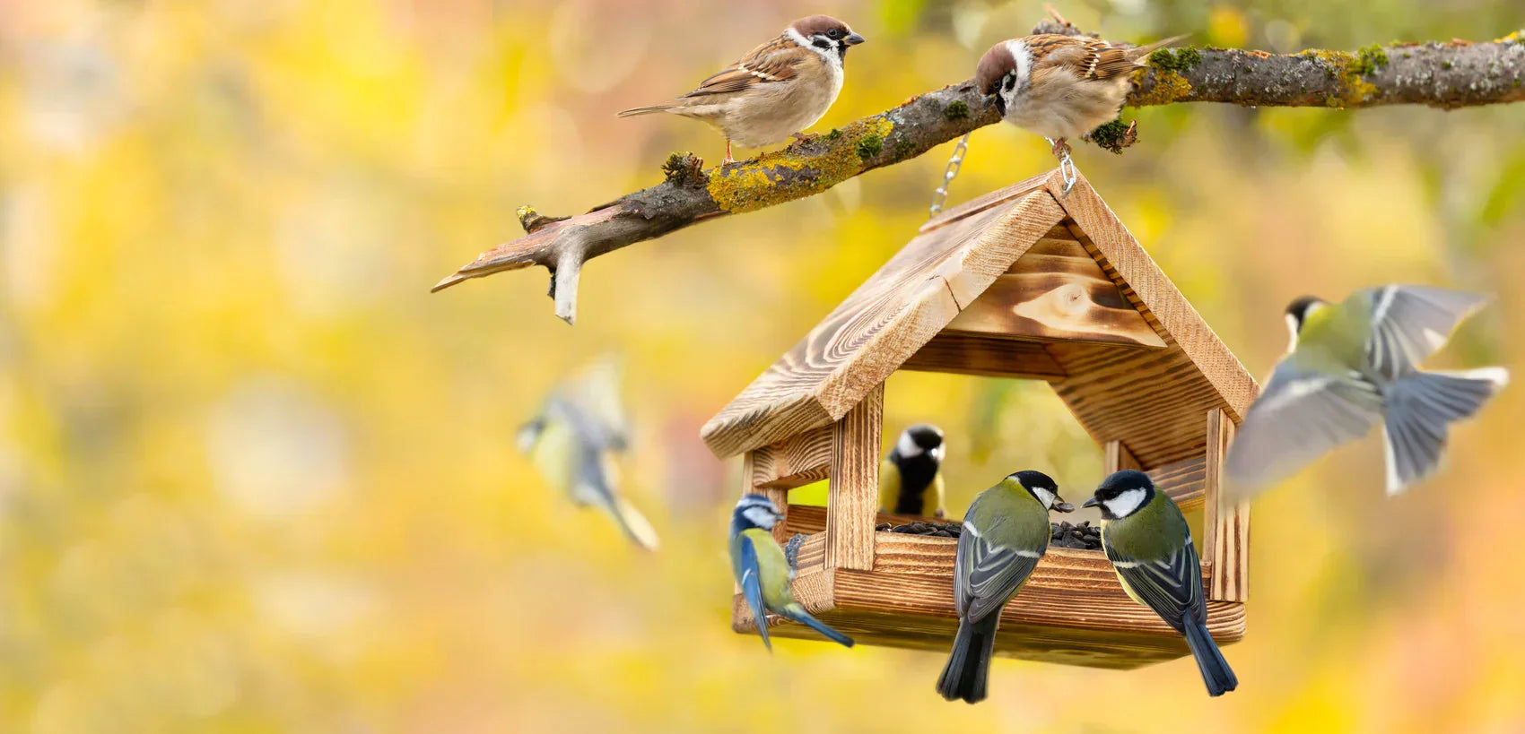 8 Ways to Get Your Yard Ready for Fall Bird Feeding – HUMBIRDY