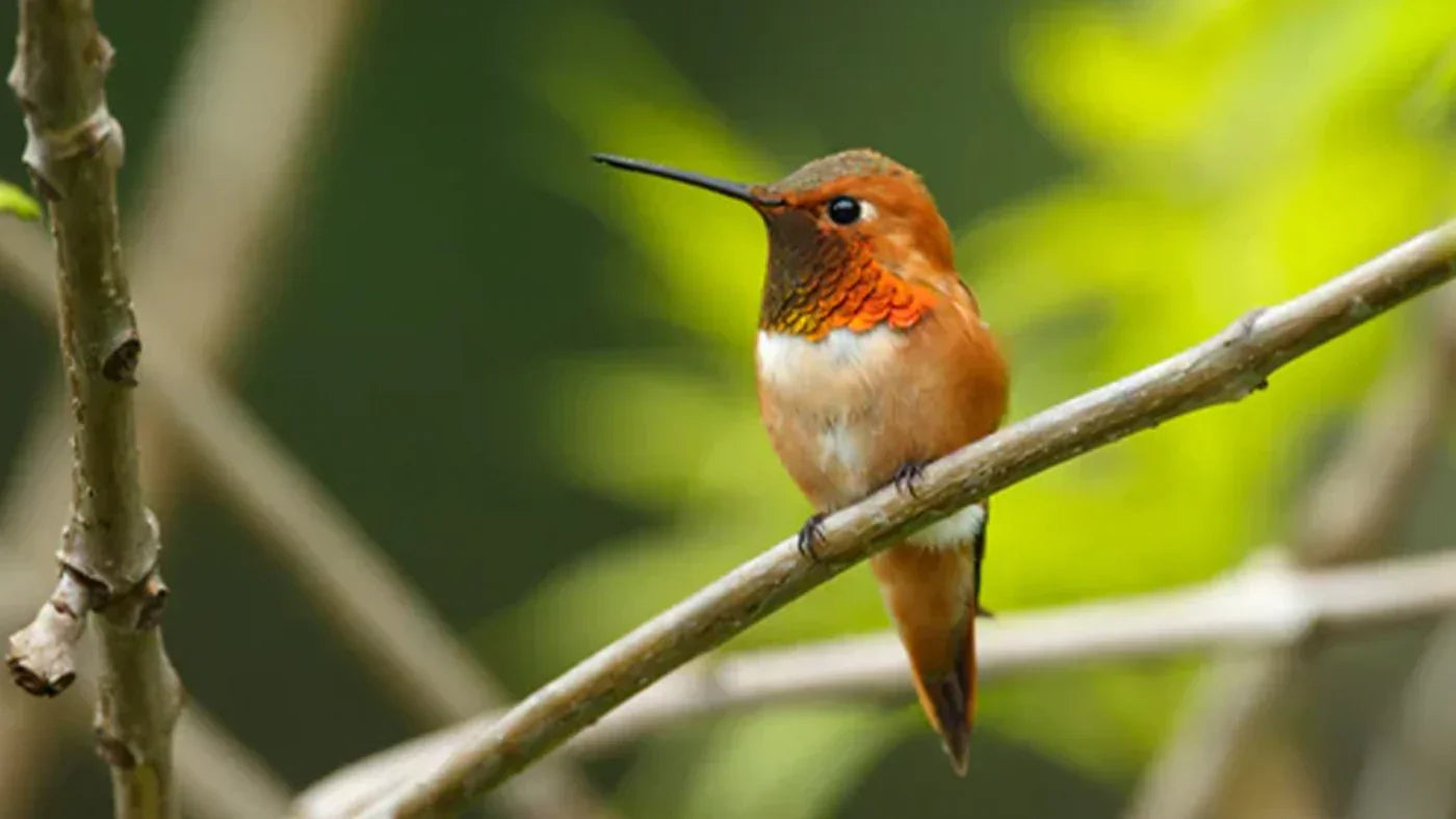 Funny Hummingbird Facts - 10 Surprising & Amusing Bird Behaviors – HUMBIRDY