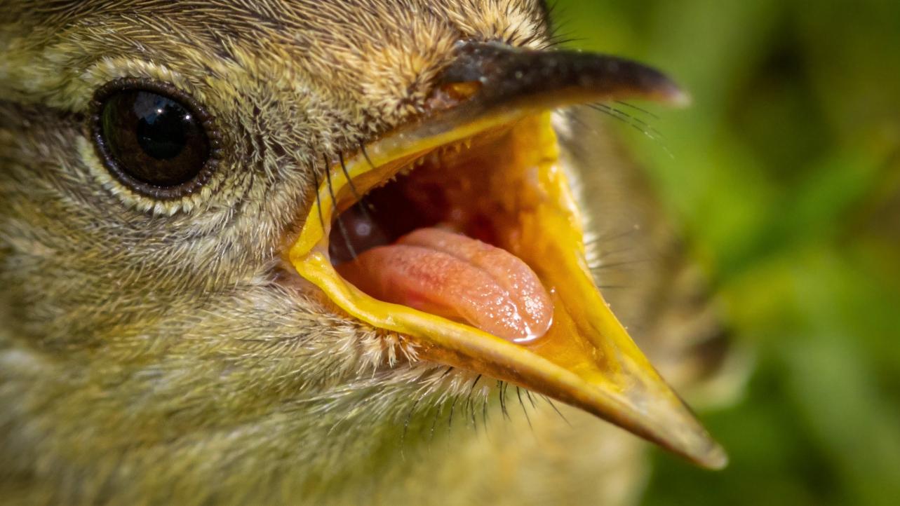 Do Birds Have Teeth? How They Grind Food Without Them – HUMBIRDY