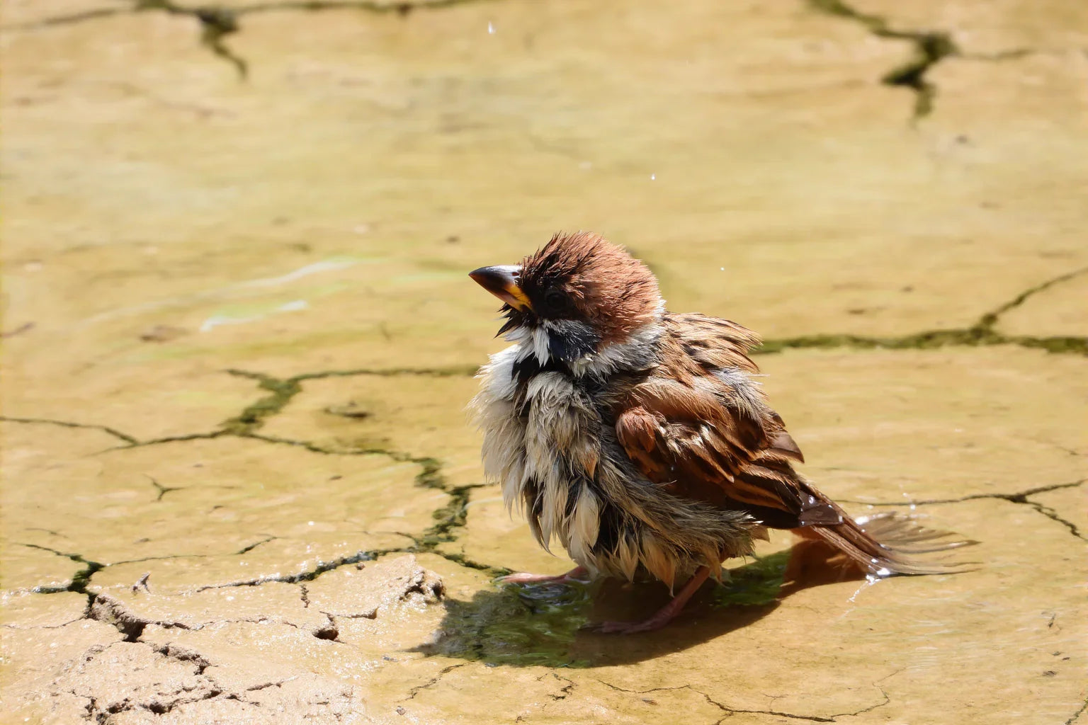 Bird Cooling Tricks | Heatwave Survival & Feeder Camera Tips – HUMBIRDY